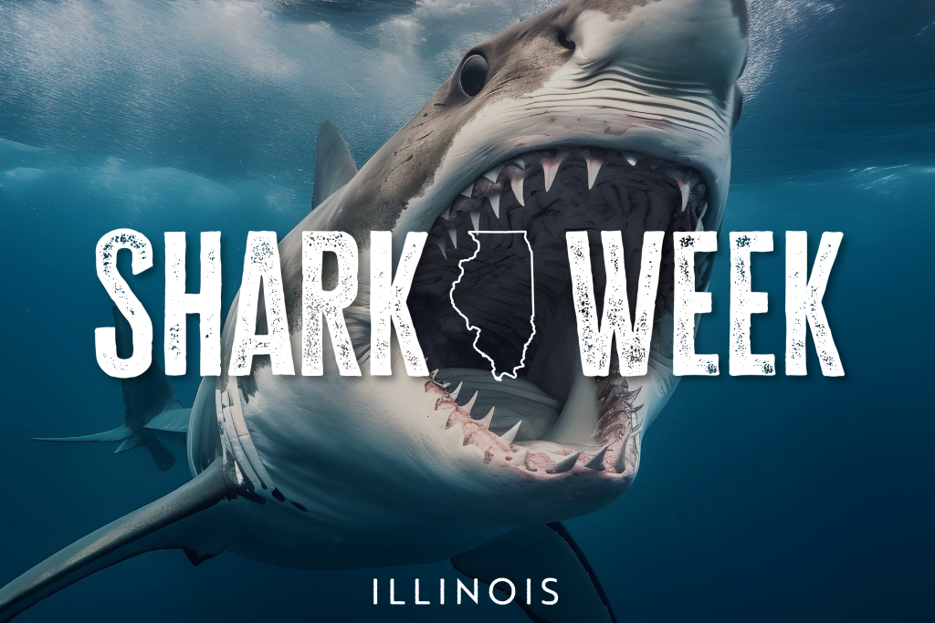 Celebrating Shark Week in Illinois - Ryan Spain
